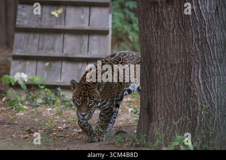 A jaguar (Panthera onca) inside a caged enclosure in an Eastern ...