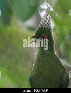 A beautiful Schalow s Turaco perched in tree in Serengeti National Park ...
