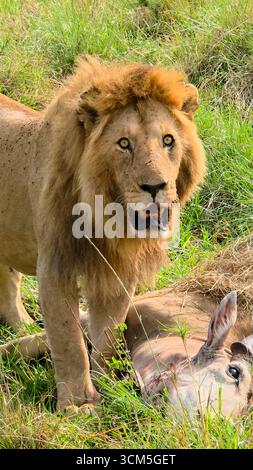 Wild male lion standing triumphantly over its prey, an antelope, in the ...