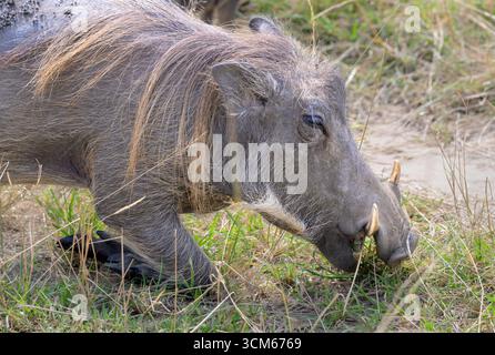 warthog eating grass (Phacochoerus africanus Stock Photo - Alamy