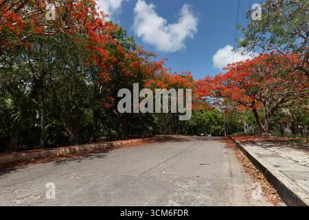 Flowers in the middle of the Metropolitan Park in Quito with an almost ...
