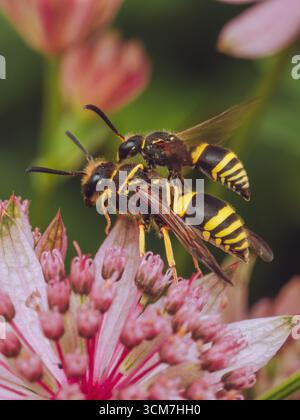 European Potter Wasp (Ancistrocerus gazella) adult resting on leaf ...