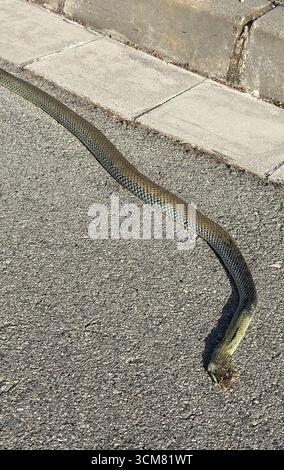 Dead snake run over on a road Stock Photo - Alamy