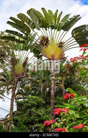 Ravenala madagascariensis, commonly known as the traveller's tree ...