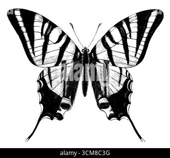 Scarce swallowtail, Segelfalter, Flambé, Iphiclides podalirius ...