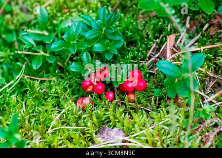 Detail shot of ripe red cranberries on the bush against a blurred ...