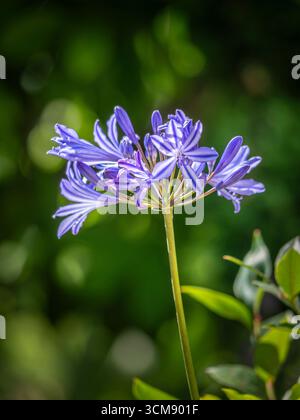 Blue flowers of the African agapanthus (Agapanthus africanus), love ...