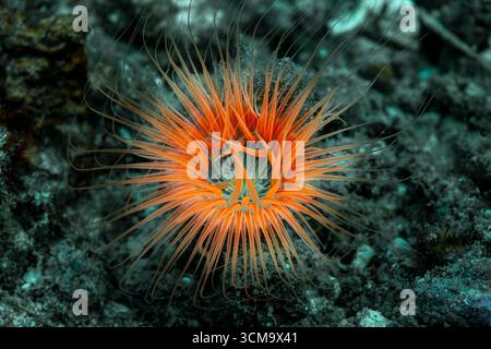 Fluorescent Tube Anemone, Cerianthus filiformis, Malalpascua Island ...