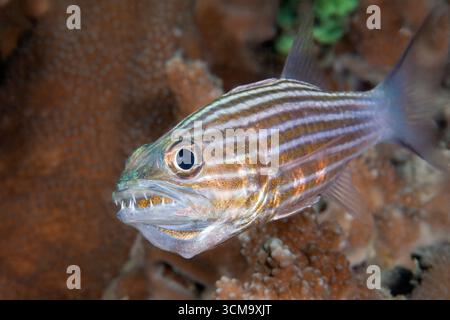Large Toothed Cardinalfish, Tiger Cardinalfish, mouthbrooders ...
