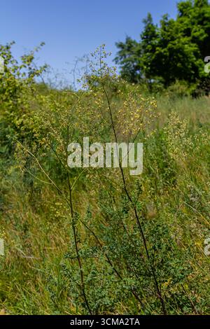 Thalictrum minus, Ranunculaceae. Wild plant shot in summer Stock Photo ...
