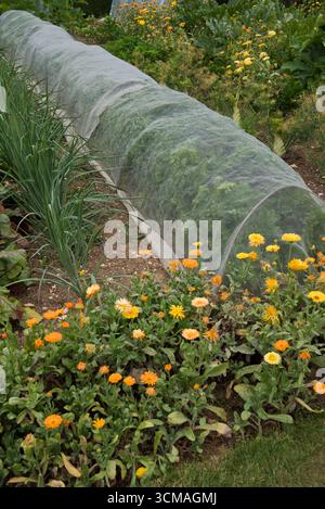 Using protective netting and companion planting against carrot fly ...