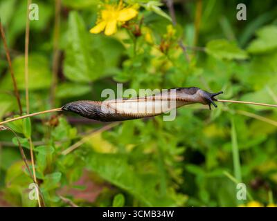 Black Slug on a Grass Stem Stock Photo - Alamy
