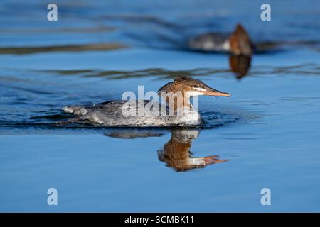 Common Merganser (Mergus merganser). October in Yellowstone National ...