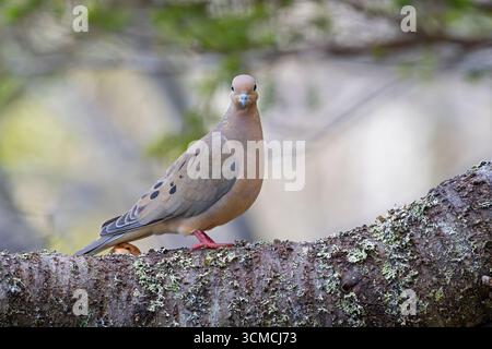 Mourning Dove (Zenaida macroura). Early spring in Acadia National Park ...