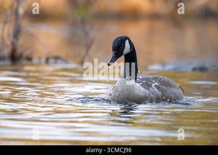 Canada Goose (Branta canadensis). April in Acadia National Park, Maine ...