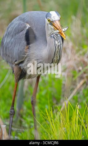 Mature Great Blue Heron (Ardea herodias). May in Acadia National Park ...