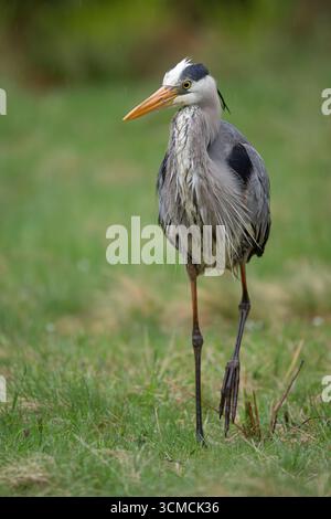 Mature Great Blue Heron (Ardea herodias) fishing. May in Acadia ...