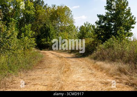 Rural dirt or gravel road going through oat and canola fields in ...