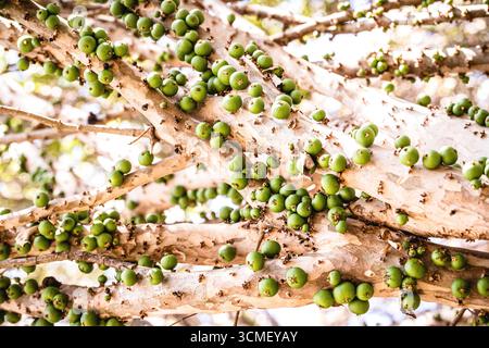 Jabuticaba, Brazilian fruit ripening on the trunk, green jabuticaba ...