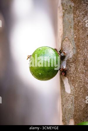 Jabuticaba, Brazilian fruit ripening on the trunk, green jabuticaba ...