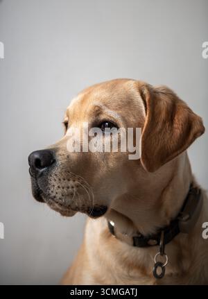 Profile of a young dog. Black labrador retriever dog in an orange ...