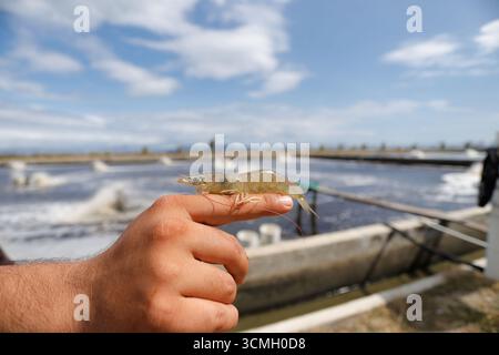 Aquaculture Worker Holding Fresh Vannamei Shrimp at Farm Location Stock ...