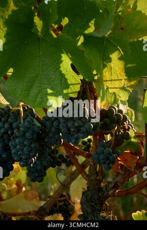 ripe red grape clusters on the vine Stock Photo - Alamy