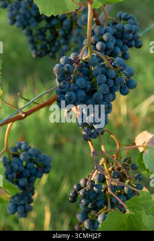 ripe red grape clusters on the vine Stock Photo - Alamy