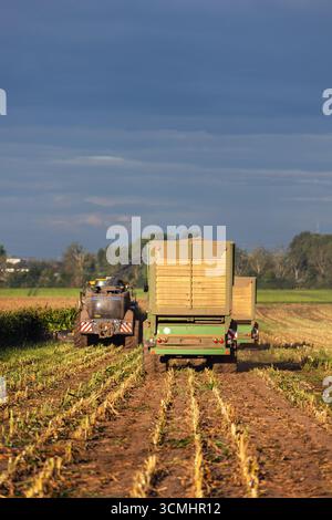 Modern forage harvester combiner harvesting silage maize corn tractor ...