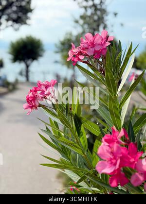 Pink oleander flowers blooming on green foliage with soft natural bokeh ...