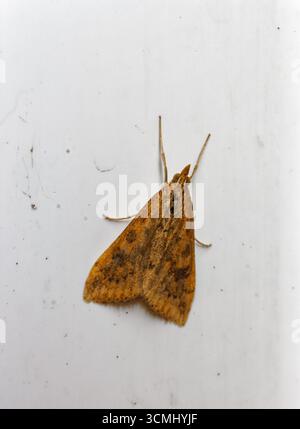 Rusty Dot Pearl (Udea ferrugalis Stock Photo - Alamy