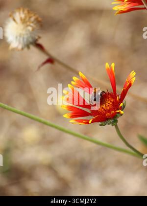 A bee foraging in a gaillardia flower Stock Photo - Alamy