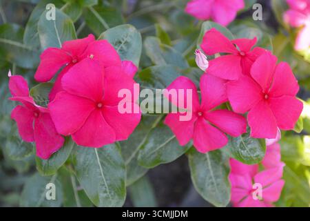 foliage vinca flowers, rose vinca flowers (Madagascar periwinkle Stock ...