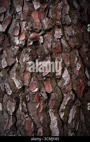 Realistic Tree bark background texture, Seamless texture from tree ...