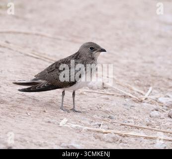 Collared pratincole Glareola pratincola on a dirt road. Oiseaux du ...