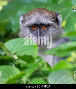 Sykes monkey Cercopithecus albogularis Stock Photo - Alamy