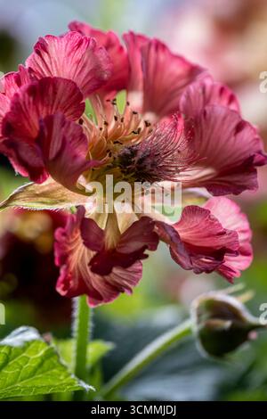 Geum 'Pink Petticoats' Stock Photo - Alamy
