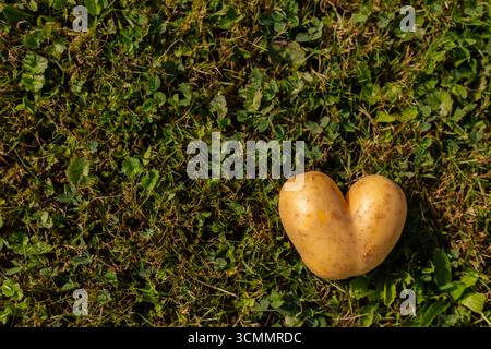 A potato plant stands in a garden, filled with green leaves reaching ...
