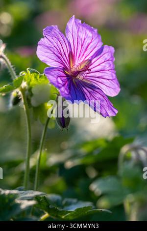 Geranium x magnificum Stock Photo - Alamy