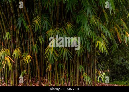 A clump of tropical bamboo trees at the Bambusetum section of The ...