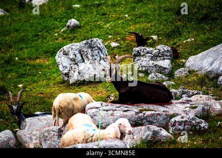 Flock of sheep resting on the rocks at the top of a mountain Stock ...