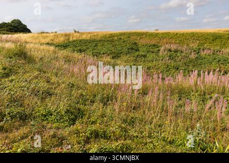 Wildflowers and grass at Badbury Rings in late summer. Dorset, England ...