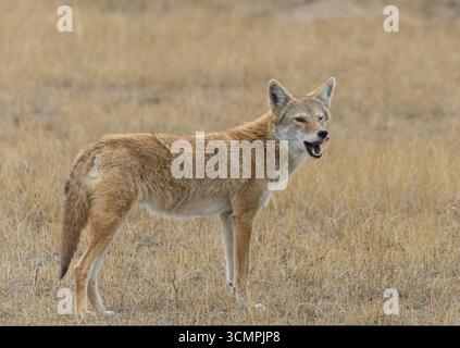 Prairie dogs in the Rocky Mountain Arsenal Colorado Stock Photo - Alamy
