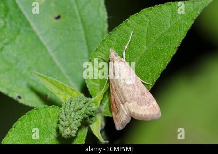 Garden Webworm Moth (Achyra rantalis) Insecta Stock Photo - Alamy