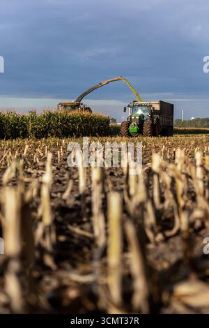 Modern forage harvester combiner harvesting silage maize corn tractor ...