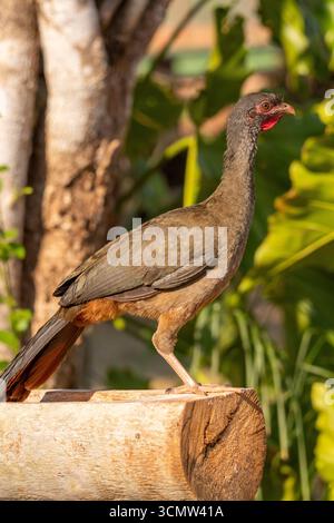 Chaco chachalaca (Ortalis canicollis) Pantanal Brazil Stock Photo - Alamy