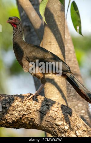 Chaco chachalaca (Ortalis canicollis) Pantanal Brazil Stock Photo - Alamy
