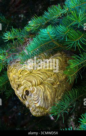 Bald-faced hornet ( Dolichovespula maculata Stock Photo - Alamy