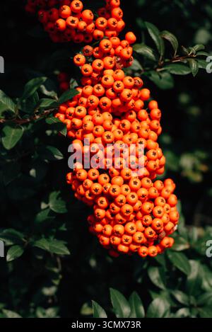 close up of branches of Pyracantha with green leaves an orange fruits ...