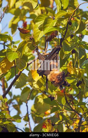 Flying Fox on Maldives island. Fruit bat flying. Gray-headed Flying Fox ...